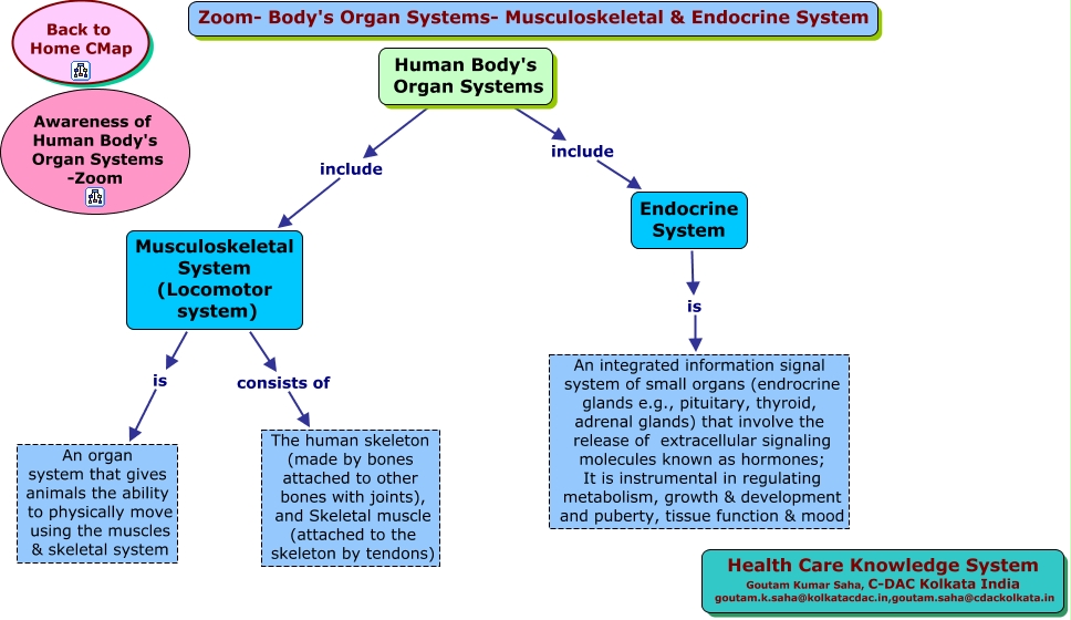 Endocrine System Concept Map - United States Map